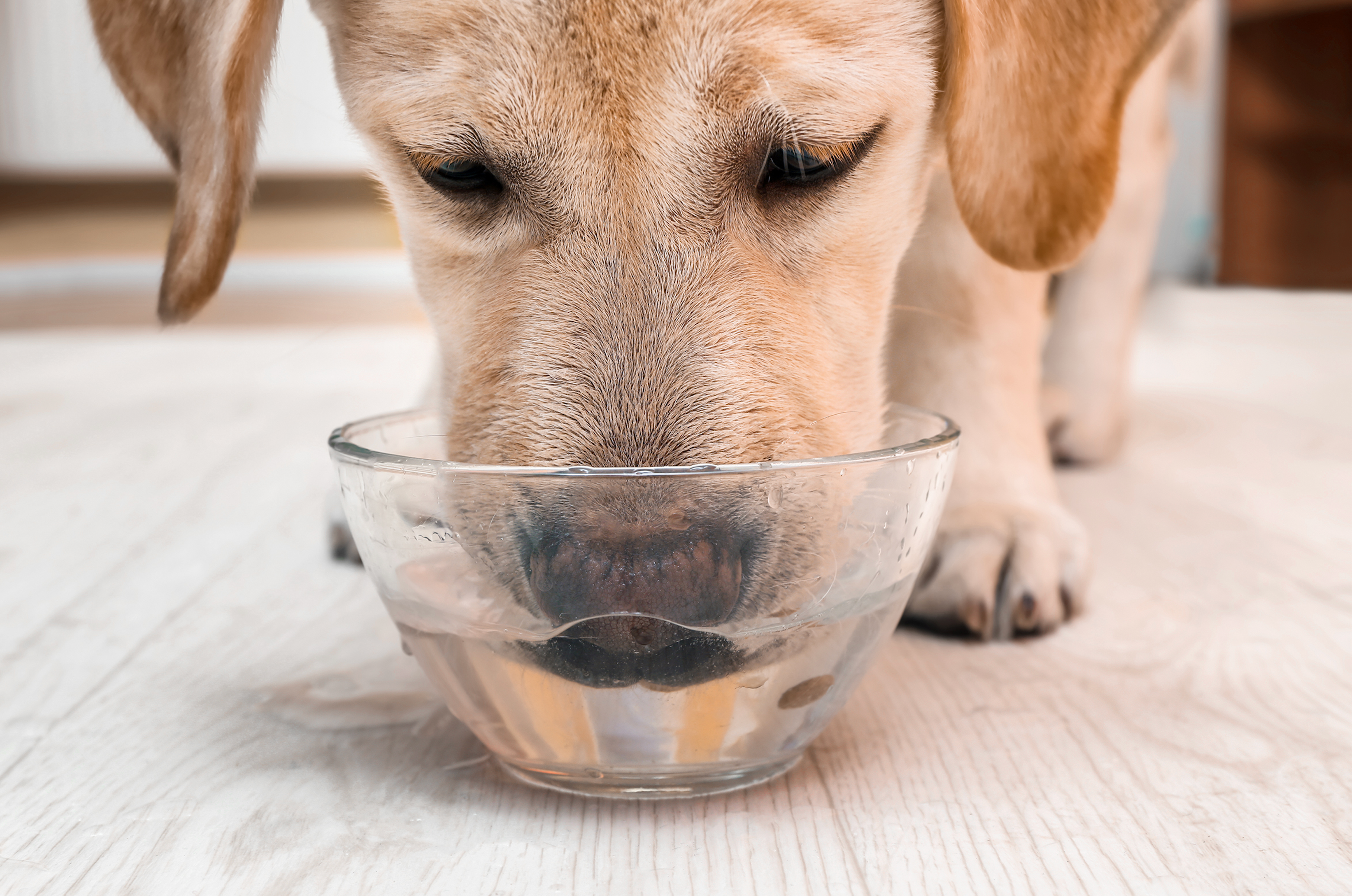 drinking water dog