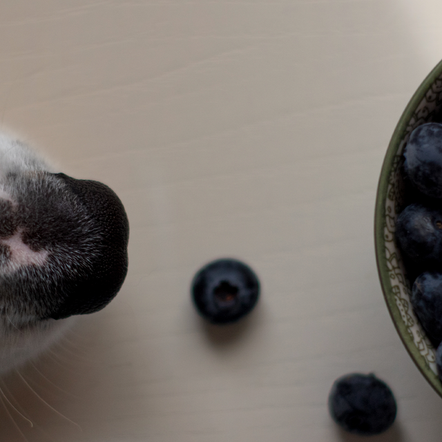 Modern Doghood Blog: Dog Health and Wellness Advice | Jinx