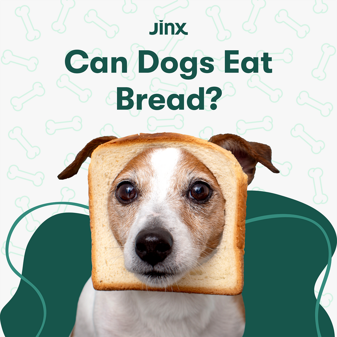 Can Dogs Eat Bread? | What Pet Parents Should Know – Jinx