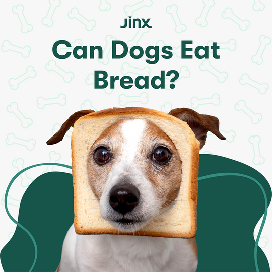 Can Dogs Eat Bread? | What Pet Parents Should Know – Jinx