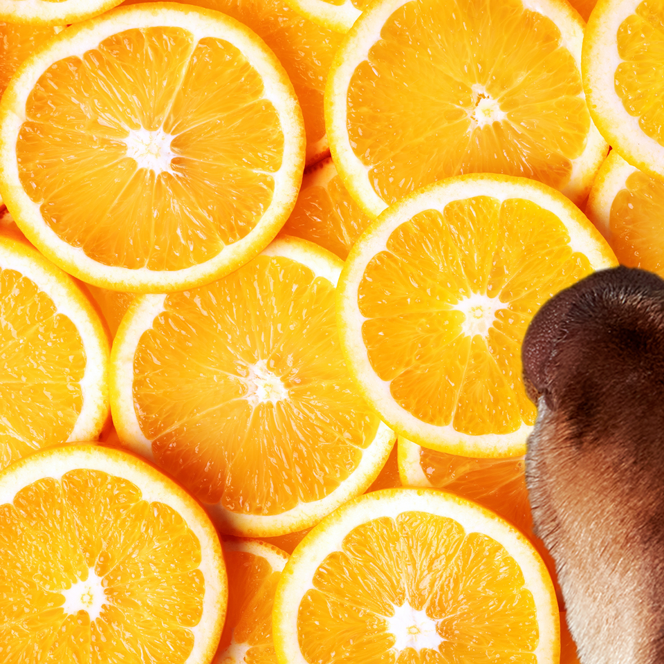 Modern Doghood Blog: Dog Health and Wellness Advice | Jinx