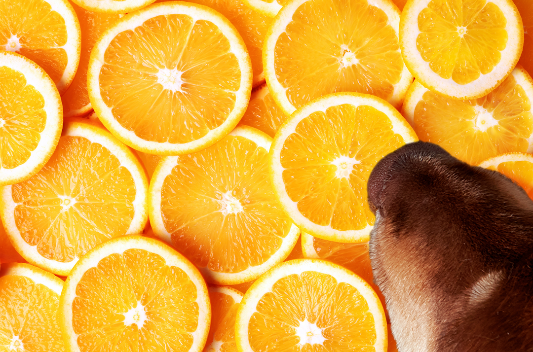 Can Dogs Eat Oranges? – Jinx