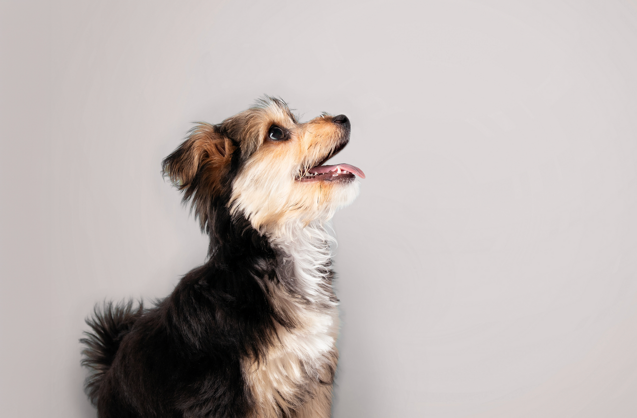 Do Puppies Lose Teeth As They Grow? – Jinx