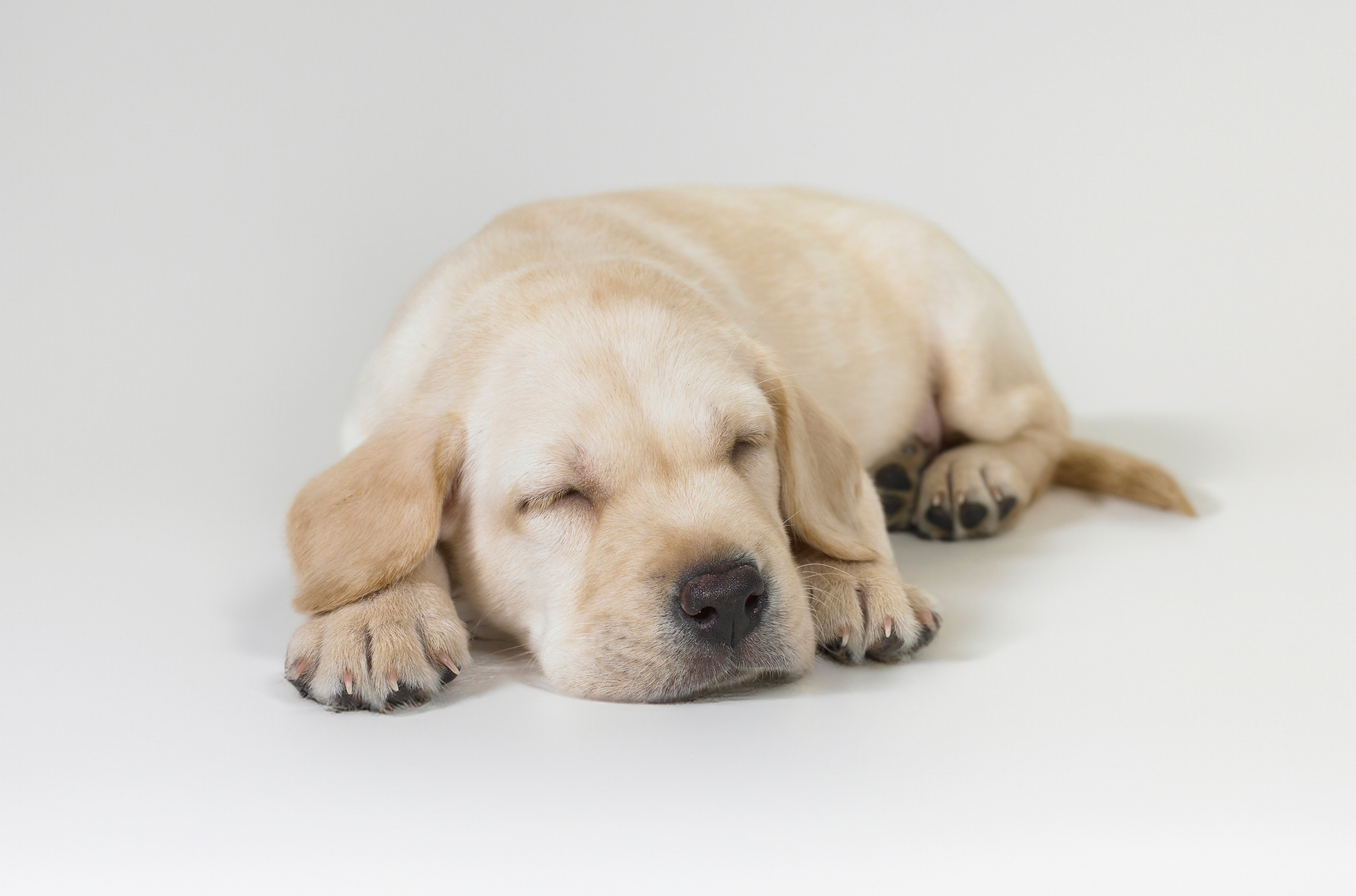 How Much Do Puppies Sleep? – Jinx