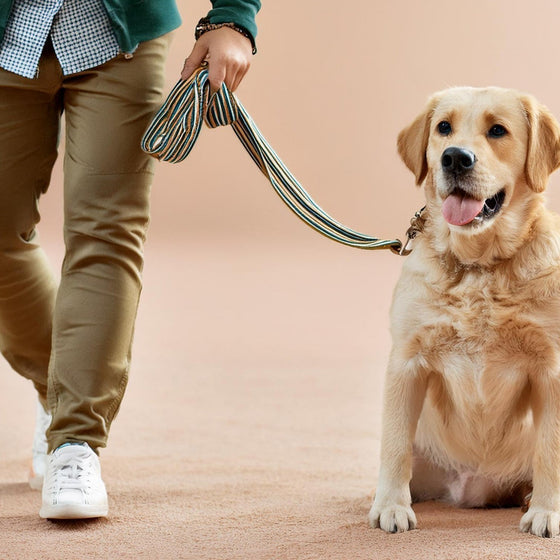 Modern Doghood Blog: Dog Health and Wellness Advice | Jinx