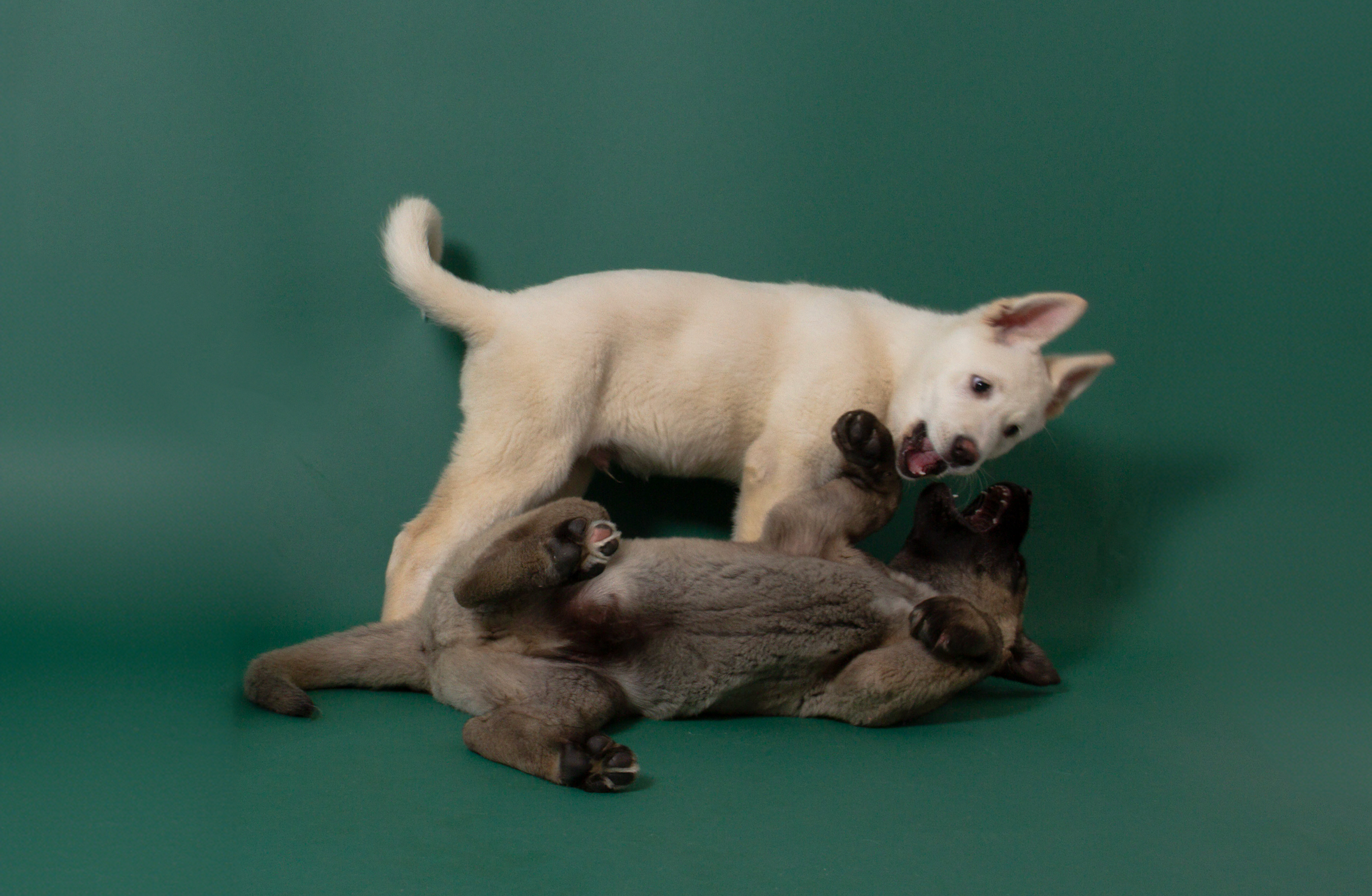 Puppy Socialization 101 – Jinx