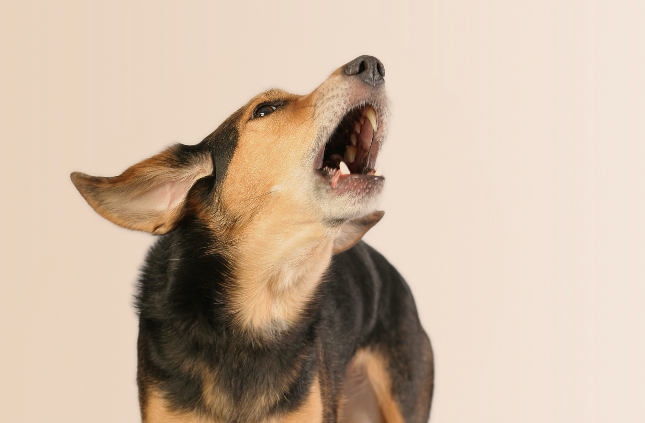 Why Do Dogs Bark? (And How To Stop Excessive Barking) – Jinx