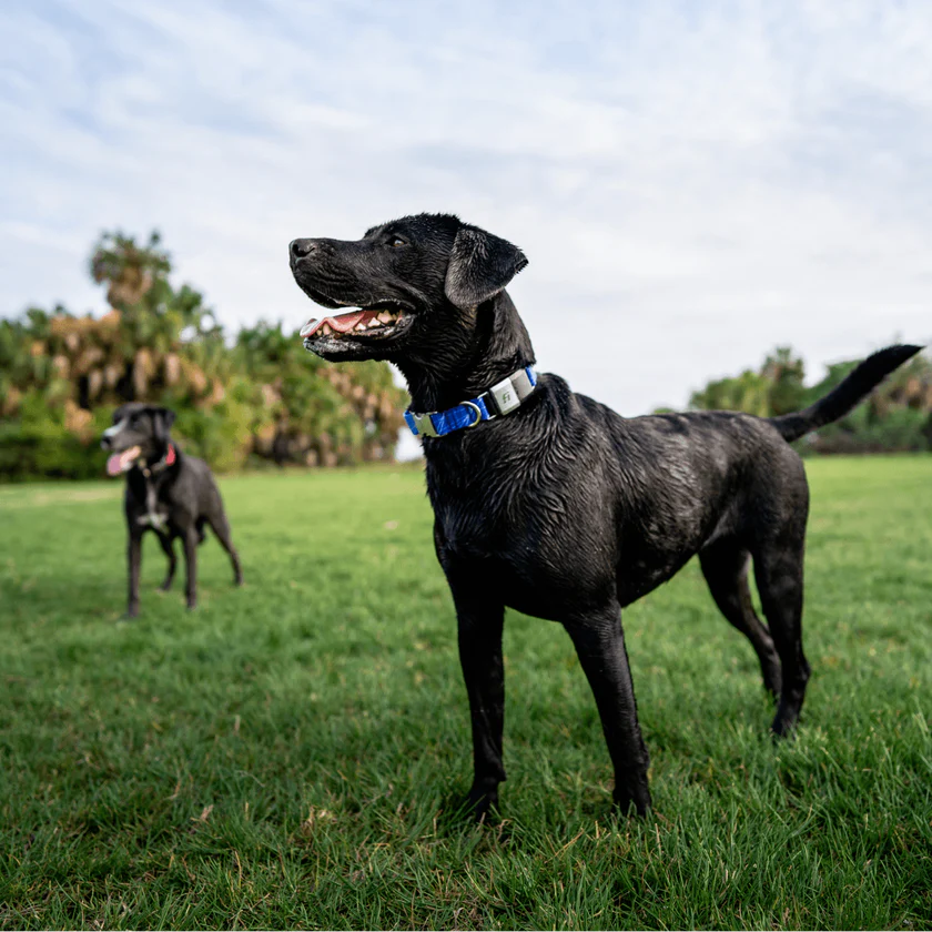 How Many Teeth Do Dogs Have? – Jinx