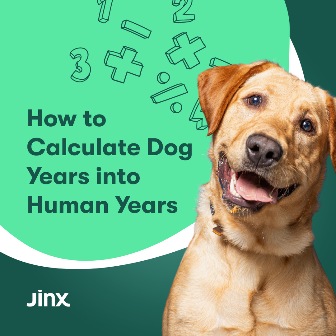 How to Calculate Dog Years into Human Years – Jinx