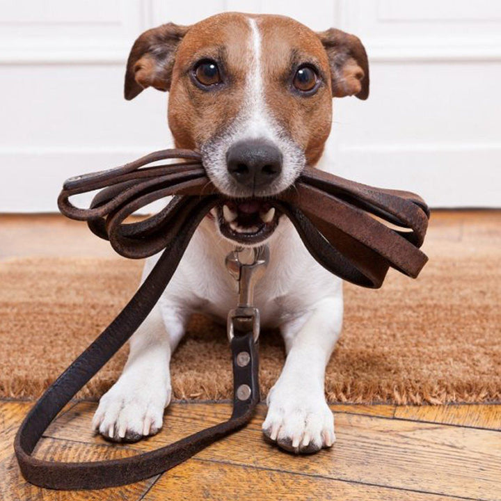 The Modern Dog Workout: 3 Ways to Exercise Your Dog | Jinx
