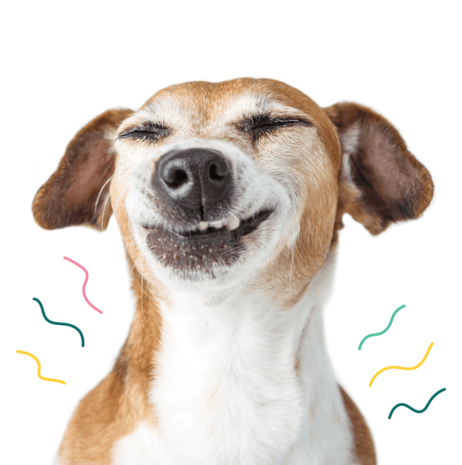 Why Is My Dog Gassy and What Can I Do About It? | Jinx