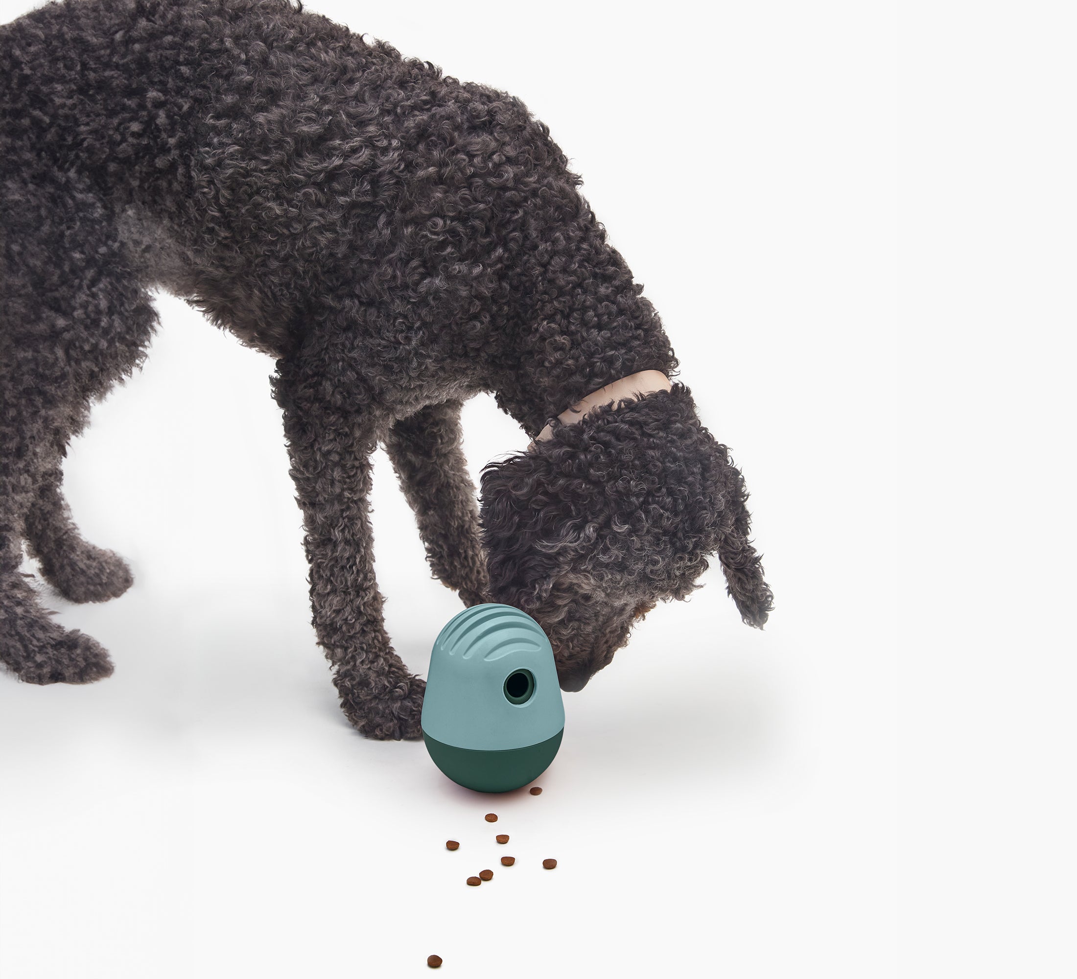 Five Foods To Feed Dogs With Upset Stomachs | Jinx
