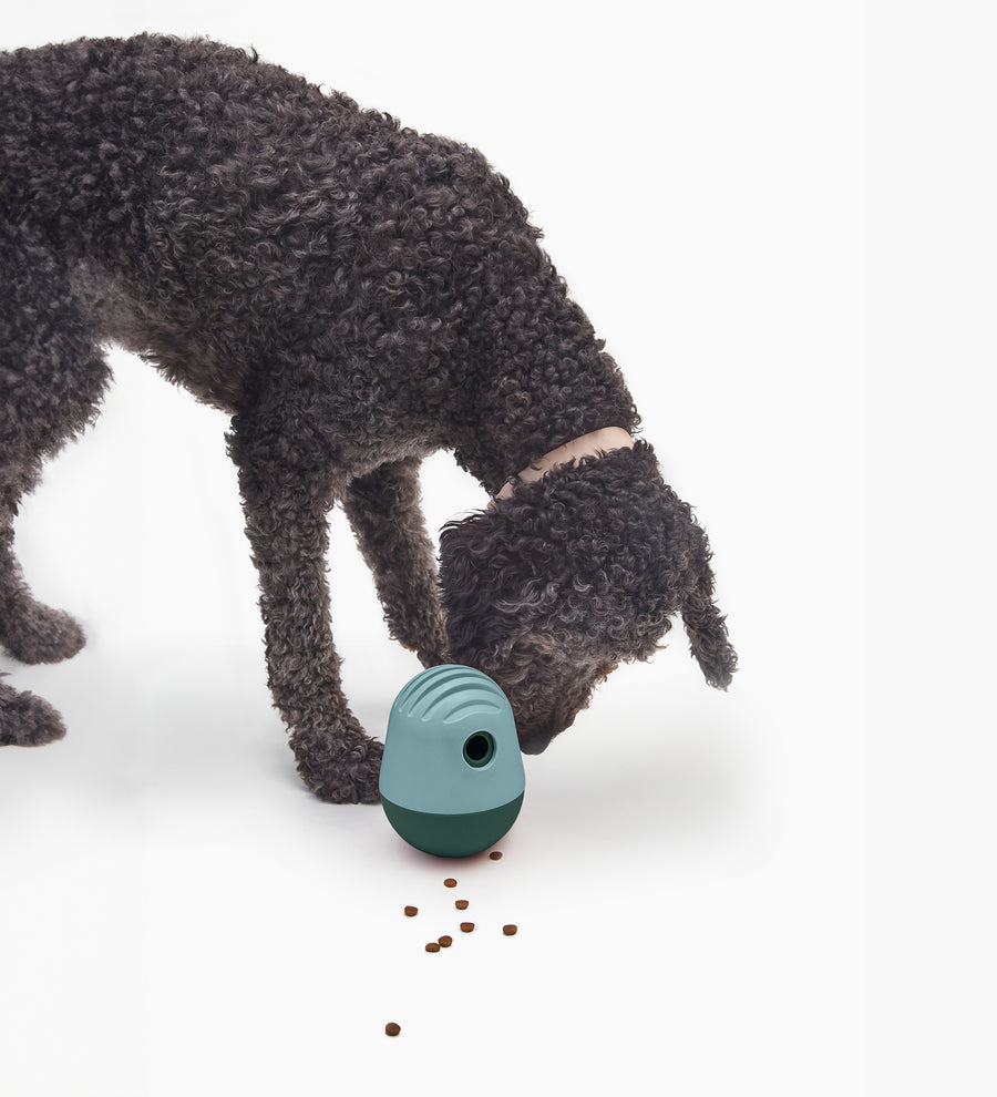 How Many Teeth Do Dogs Have? – Jinx