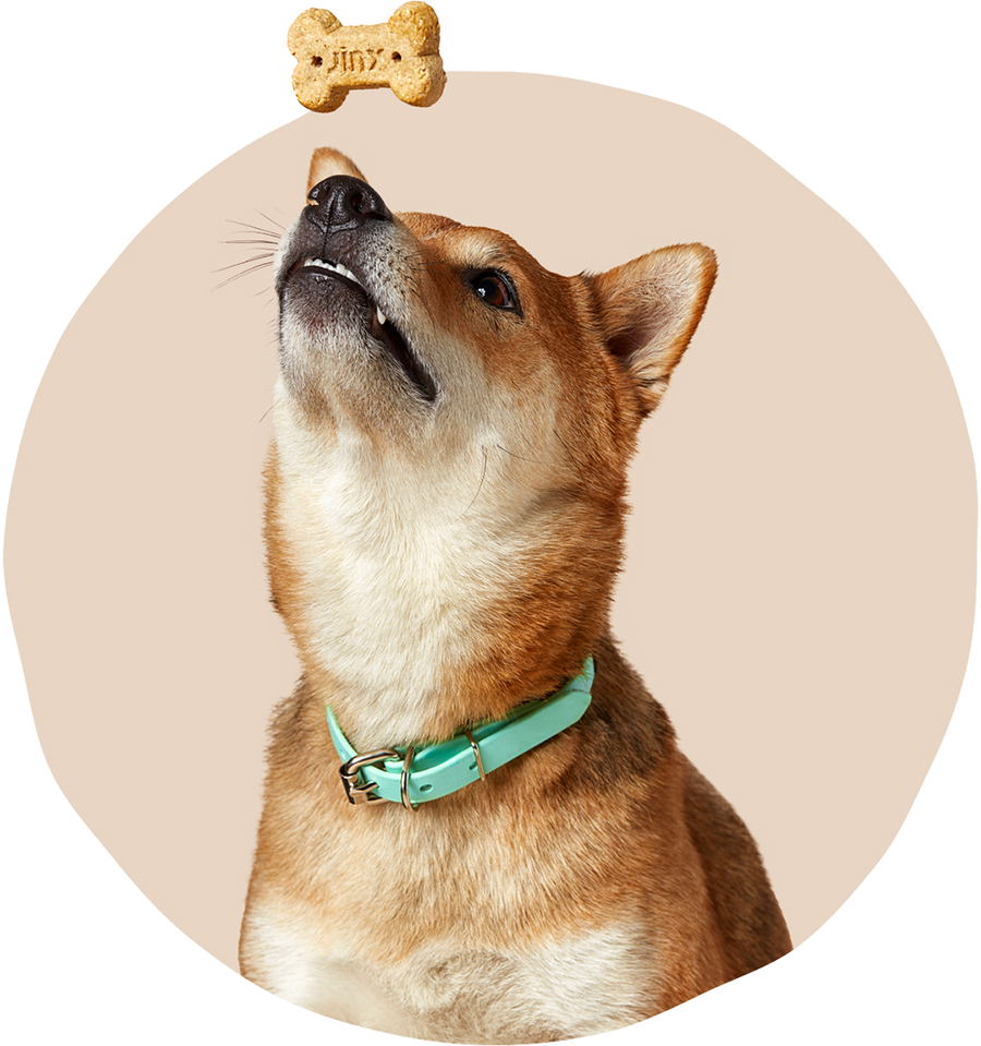 Jinx: Real, Healthy Dog Food Made for Your Best Friend