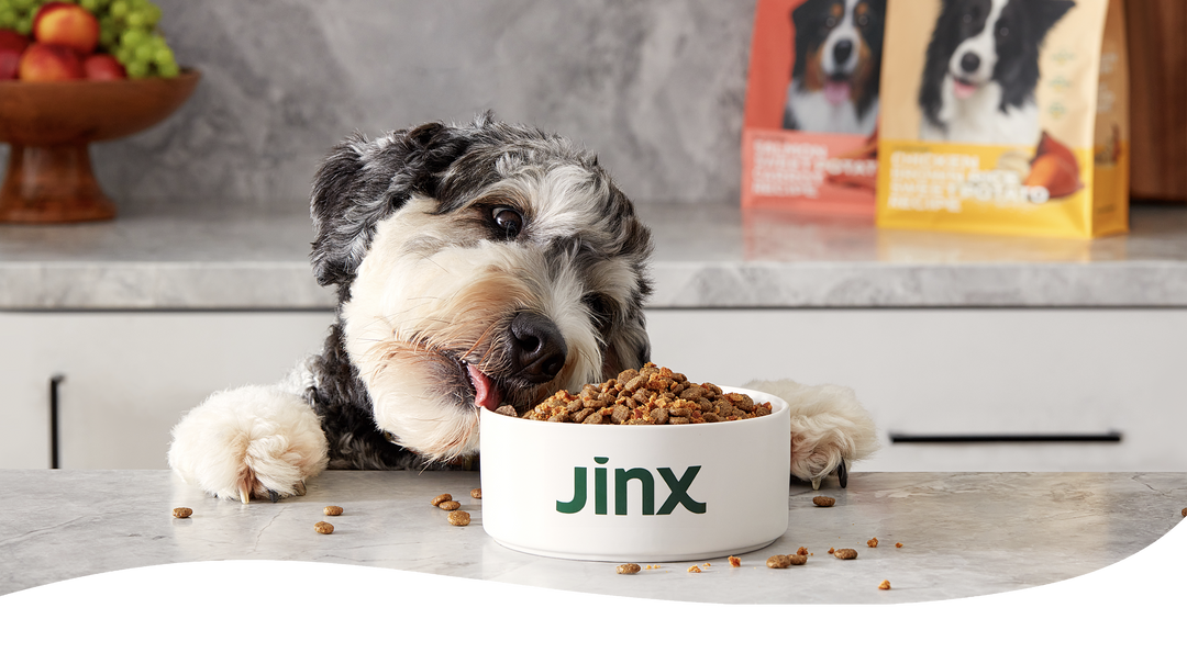 Jinx Dog Food | Atlantic Salmon Kibble Crafted with Care