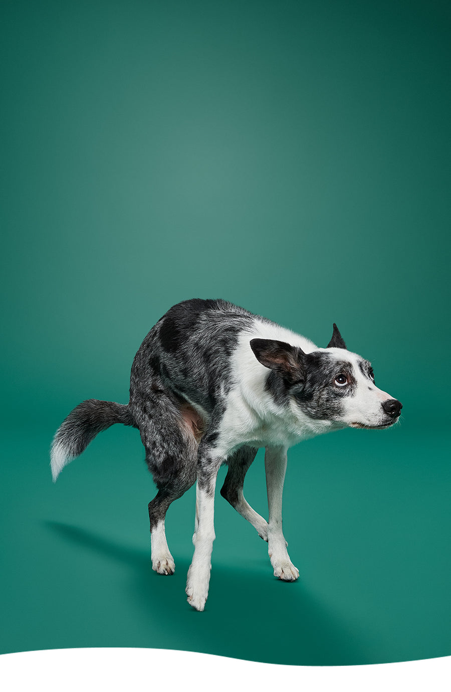 JINX: Real dog food made for real life. – Jinx