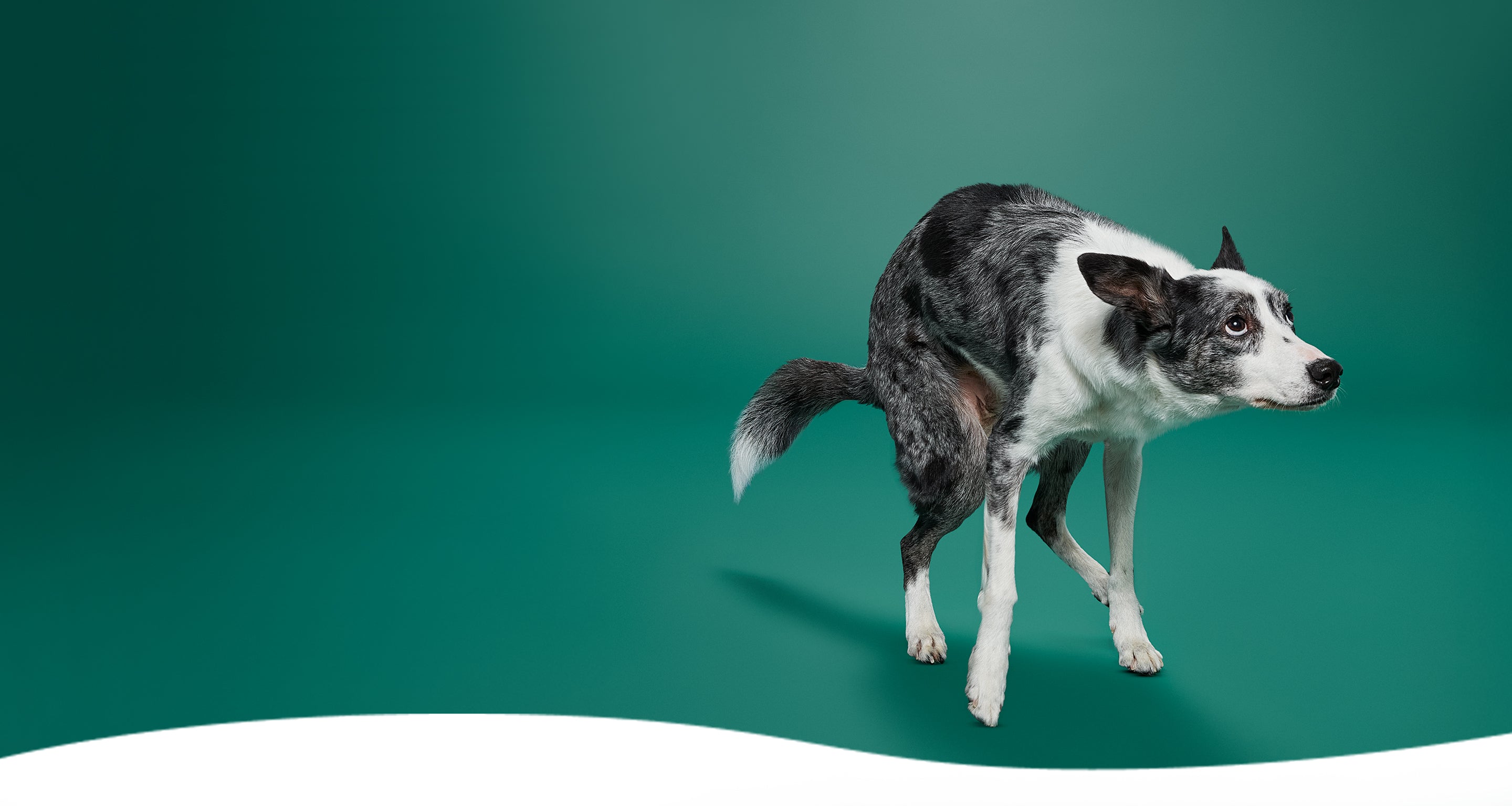 JINX: Real dog food made for real life. – Jinx